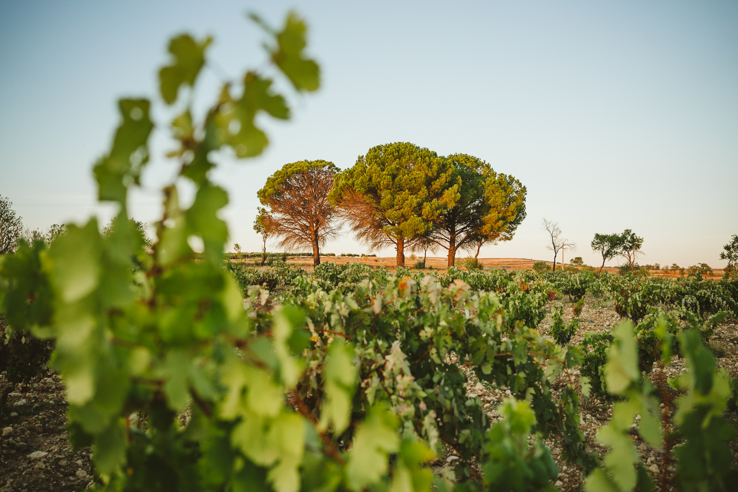 Flavours of Spain – Sustainable Organic Spanish Wines